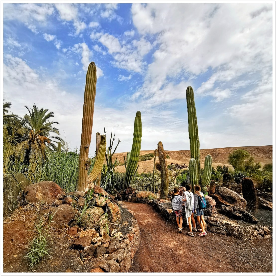 Fuerteventura: Jardin Botanico de Cactus największy ogród kaktusów w ...
